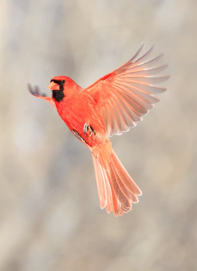 Red Bird In Flight