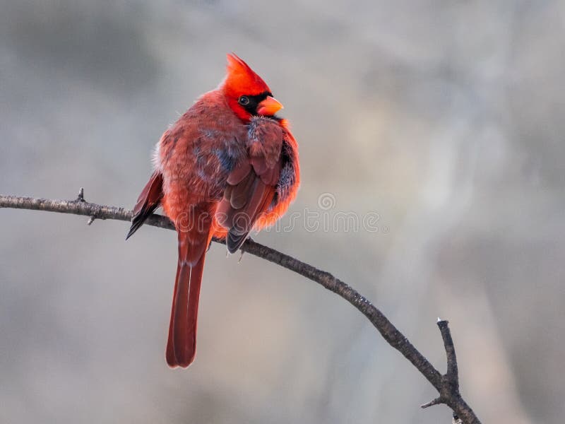 Northern Cardinal Male stock image. Image of wings, winter - 275002203
