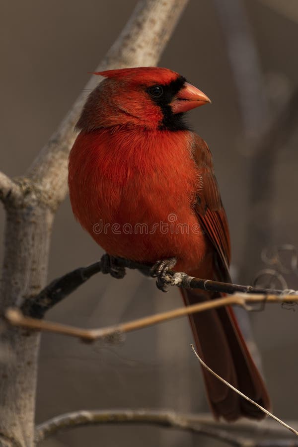 Northern Cardinal stock photo. Image of beak, northern - 269370522