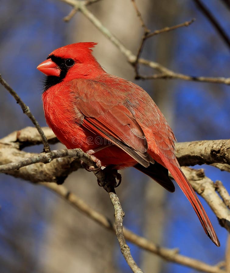 Male Northern Cardinal stock image. Image of beautiful - 50520103