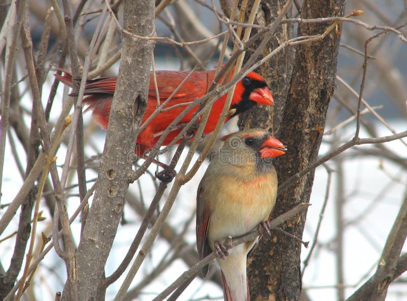 Northern Cardinal Pair stock image. Image of seed, cardinals - 620191
