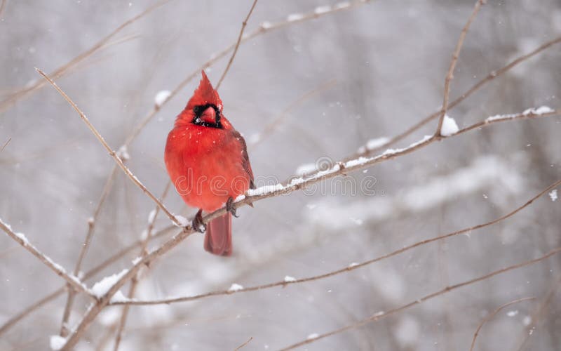 Northern Cardinal Perched on a Branch Stock Image - Image of landscape ...