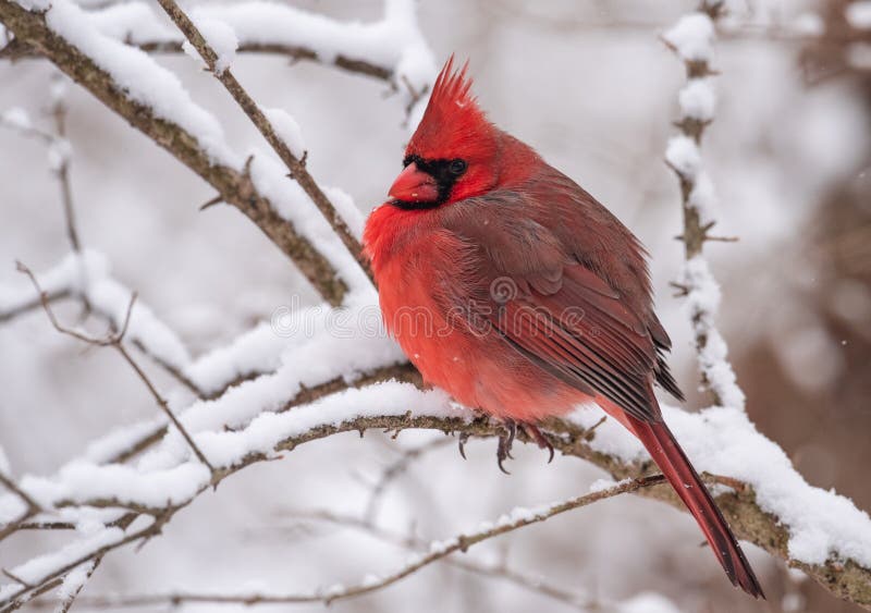 Northern Cardinal Perched on a Branch Stock Photo - Image of fauna ...