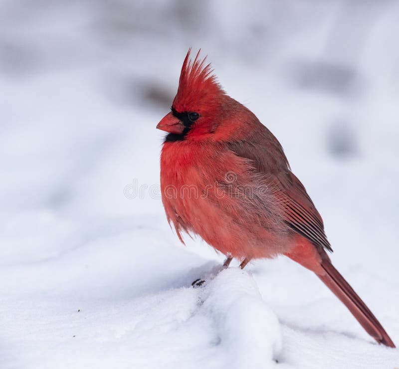 166 Angry Cardinal Stock Photos - Free & Royalty-Free Stock Photos from ...