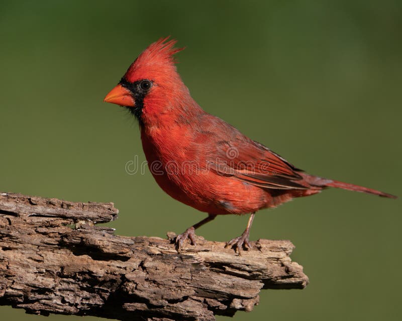 Northern Cardinal stock image. Image of bark, summer - 257139177