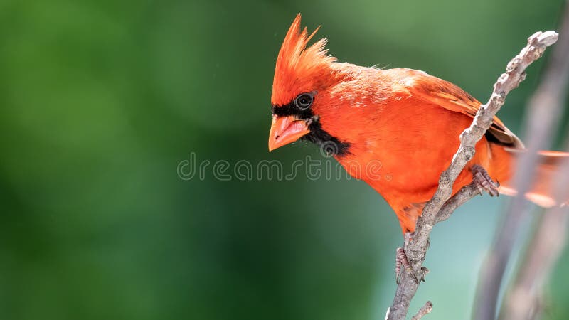 Northern Cardinal Perched on a Tree Branch Stock Photo - Image of bird ...