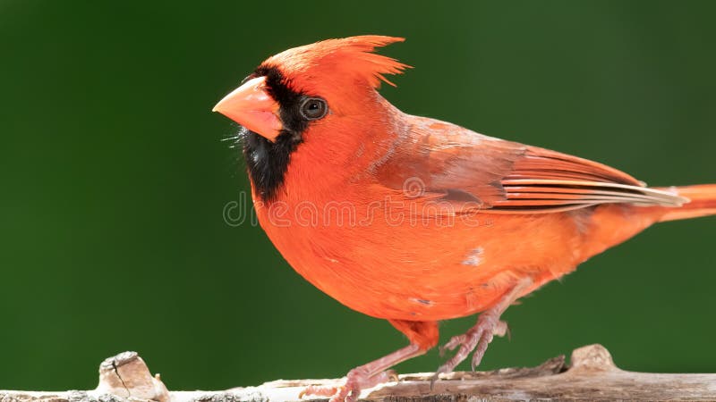 Northern Cardinal Perched on a Tree Branch Stock Image - Image of mask ...