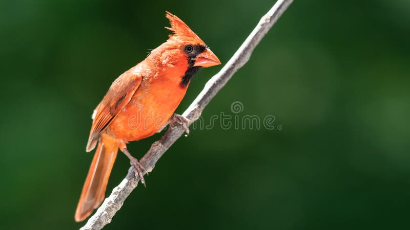 Northern Cardinal Perched on a Tree Branch Stock Photo - Image of male ...