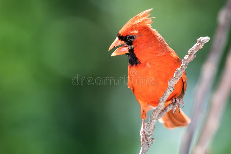 Northern Cardinal Perched on a Tree Branch Stock Photo - Image of ...