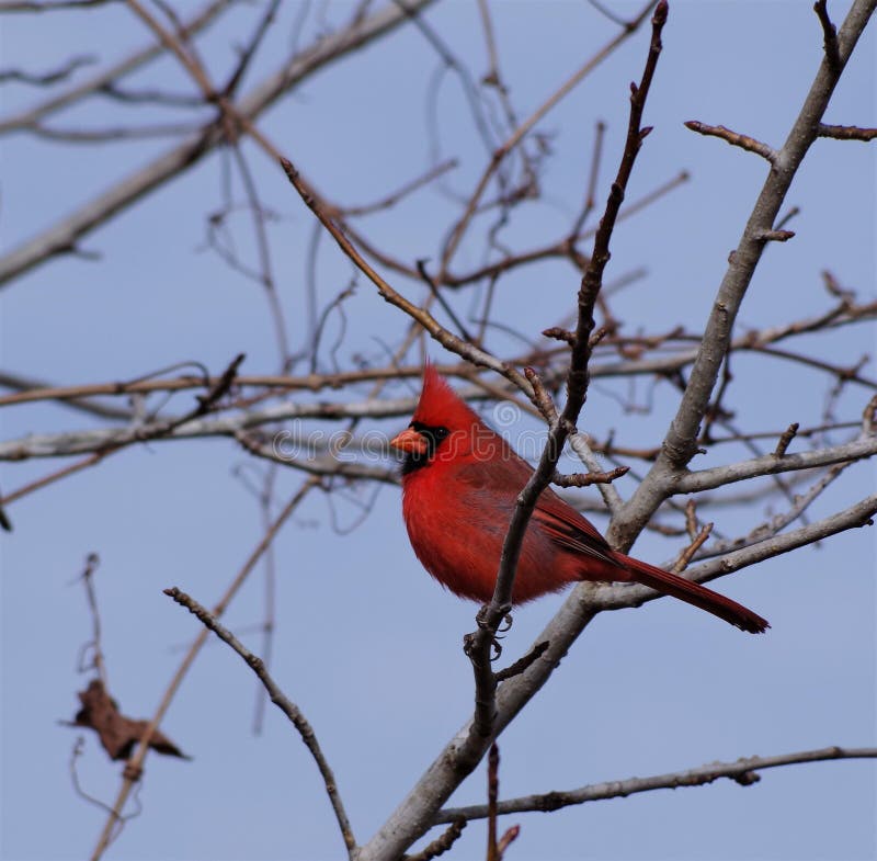 Northern Cardinal Perched on Tree Branches Stock Photo - Image of ...