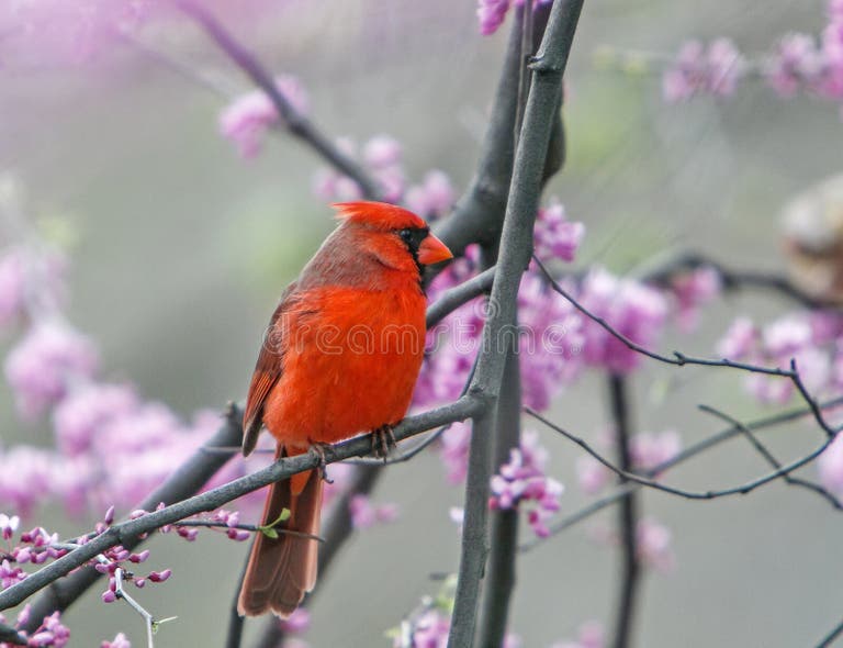 101 Northern Cardinal Cardinalis Central Park New York Stock Photos ...