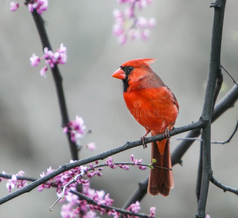 Northern Cardinal Perched on a Tree Brunch Stock Photo - Image of ...