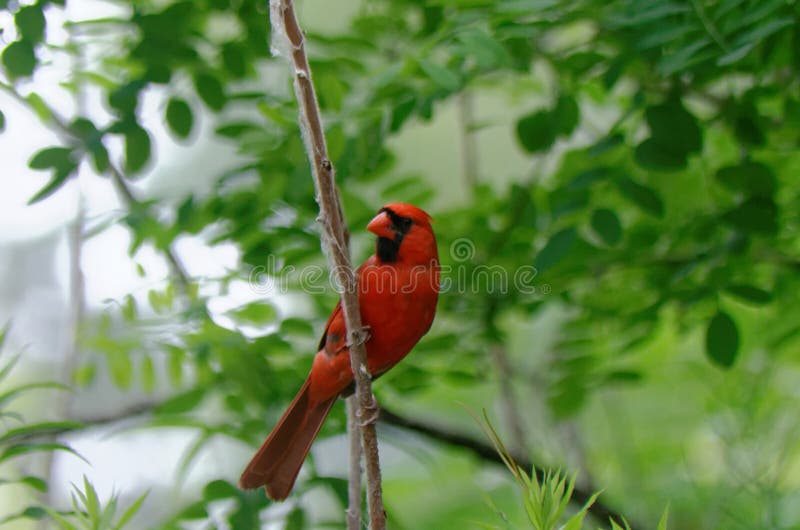 Northern Cardinal Perched in a Tree among Some Green Leaves Stock Photo ...
