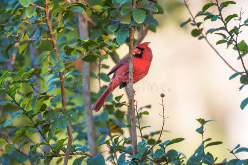 Northern Cardinal stock photo. Image of feathers, redbird - 80281418