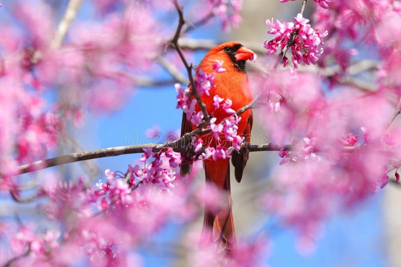 Northern Cardinal Red Bird Sitting on a Branch Stock Photo - Image of ...