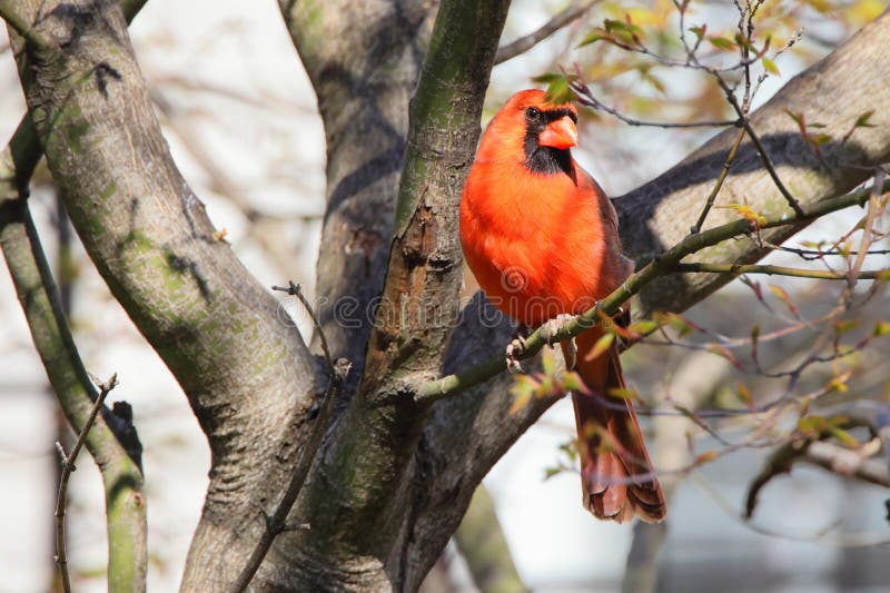 Northern Cardinal Red Bird Sitting on a Branch Stock Photo - Image of ...