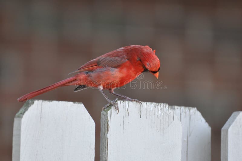 Northern Cardinal or Redbird or Common Cardinal Inohio Stock Photo ...