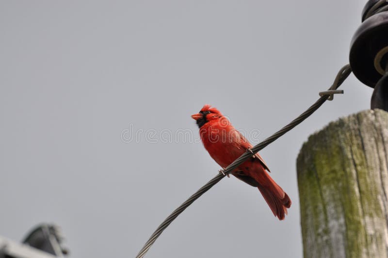 Northern Cardinal or Redbird or Common Cardinal in Ohio Stock Image ...