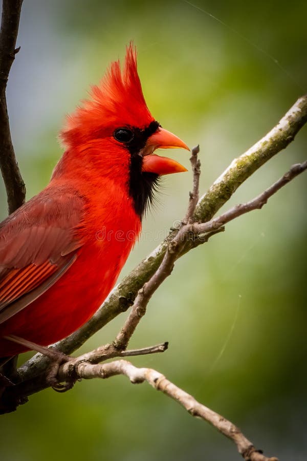 Northern Cardinal Resting in a Texas Oak Tree Stock Photo - Image of ...