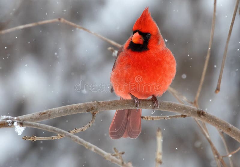 Red Cardinal Sitting on Bird Feeder with Woods in Back Profile Stock ...