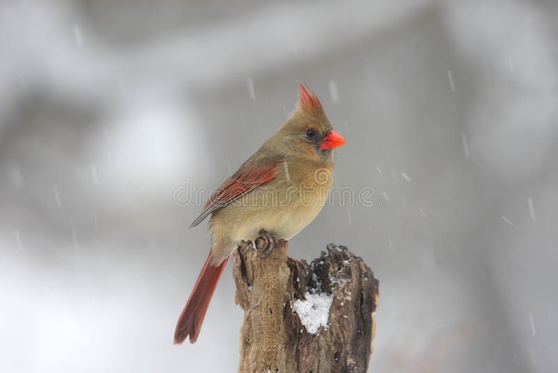 Northern Cardinal in Snow stock photo. Image of cardinalis - 7237642
