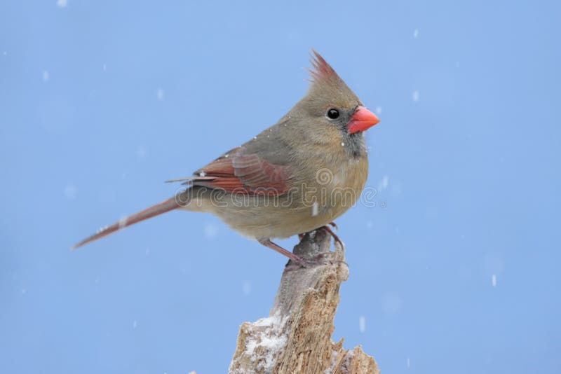 Northern Cardinal in Snow stock image. Image of storm - 7637279