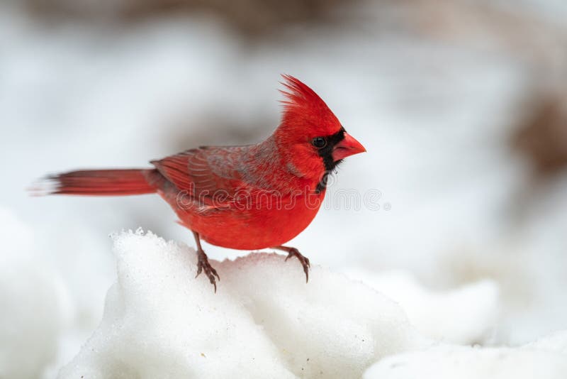 Cardinal in the Snow stock photo. Image of rica, nature - 137990314