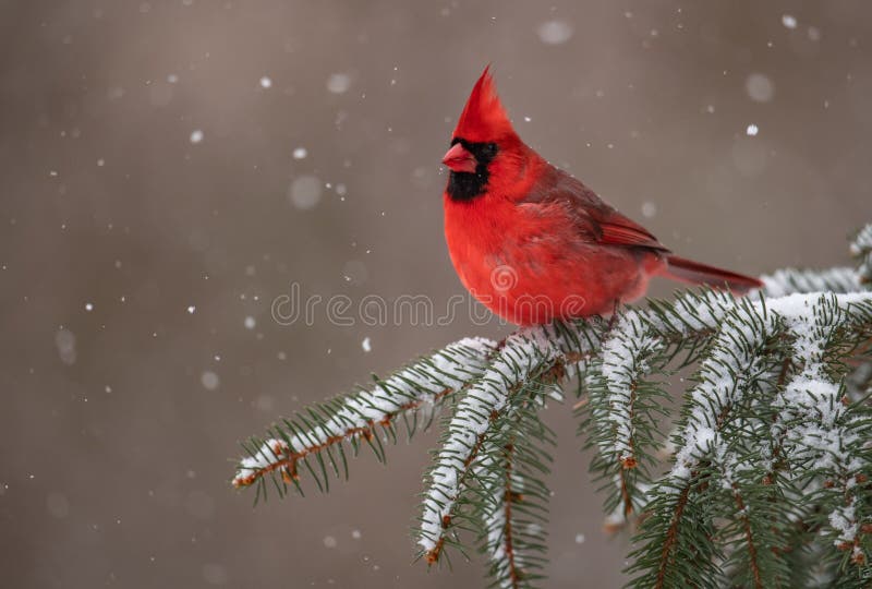 Cardinal in the Snow stock photo. Image of nature, maine - 137990344