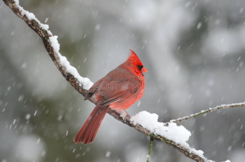 Northern Cardinal in Snow Storm Stock Photo - Image of snow, outdoors ...