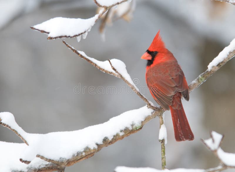 Cold and hungry cardinal stock photo. Image of freezing - 59197098