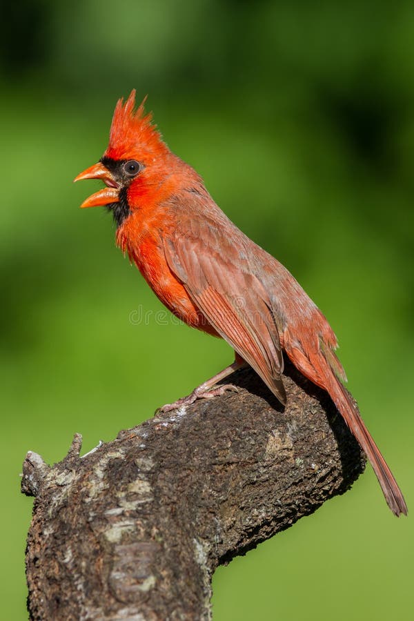 Northern Cardinal stock photo. Image of north, bark - 258534740