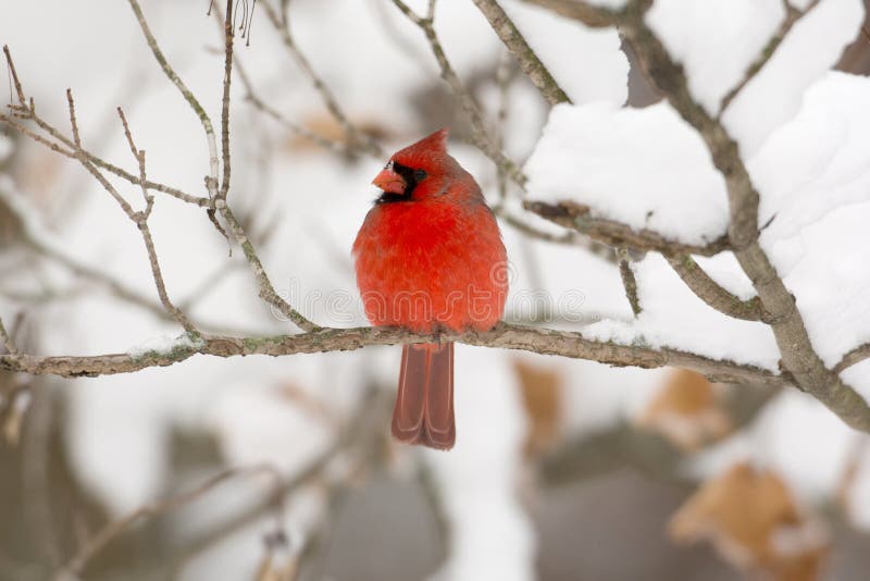 Northern Cardinal in a Tree Stock Image - Image of ornithology ...