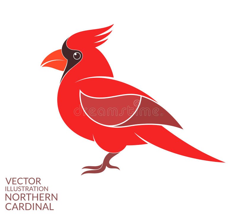 Northern Cardinal and White Dogwood. Stock Vector - Illustration of ...