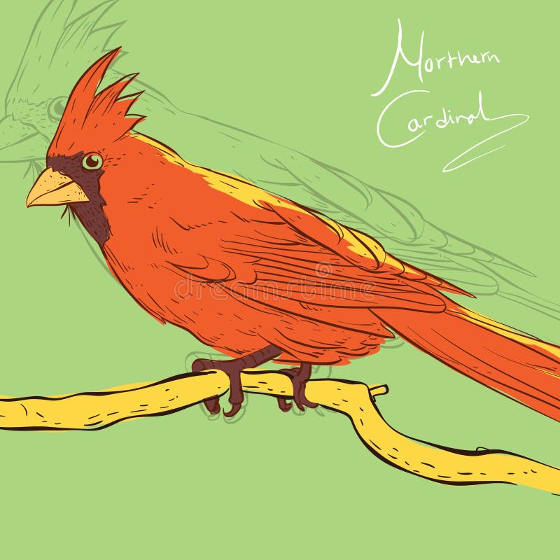 Northern Cardinal Bird Drawing Stock Illustrations – 448 Northern ...