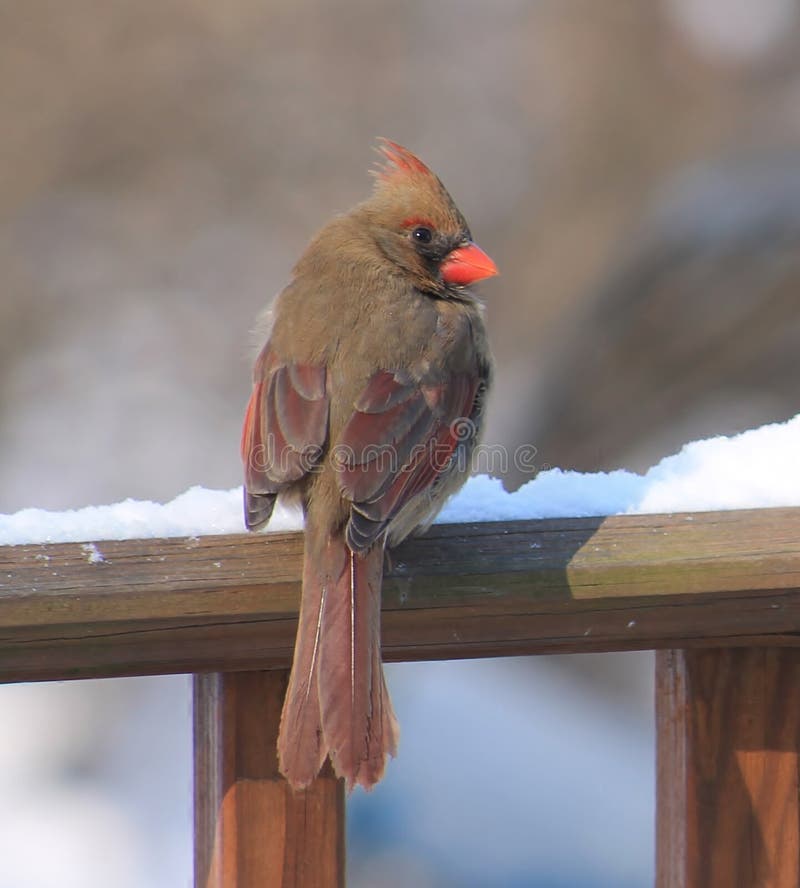 Northern Cardinal stock photo. Image of eyed, cardinal - 50722620