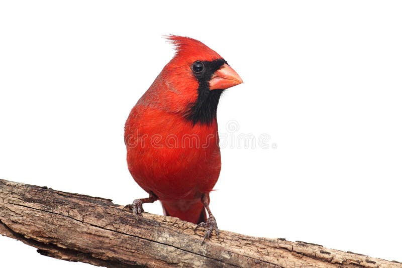 554 White Background Northern Cardinal Stock Photos - Free & Royalty ...