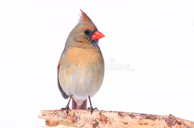 409 White Background Northern Cardinal Stock Photos - Free & Royalty ...
