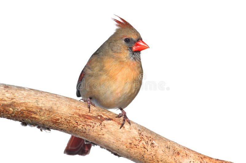 388 White Background Northern Cardinal Stock Photos - Free & Royalty ...