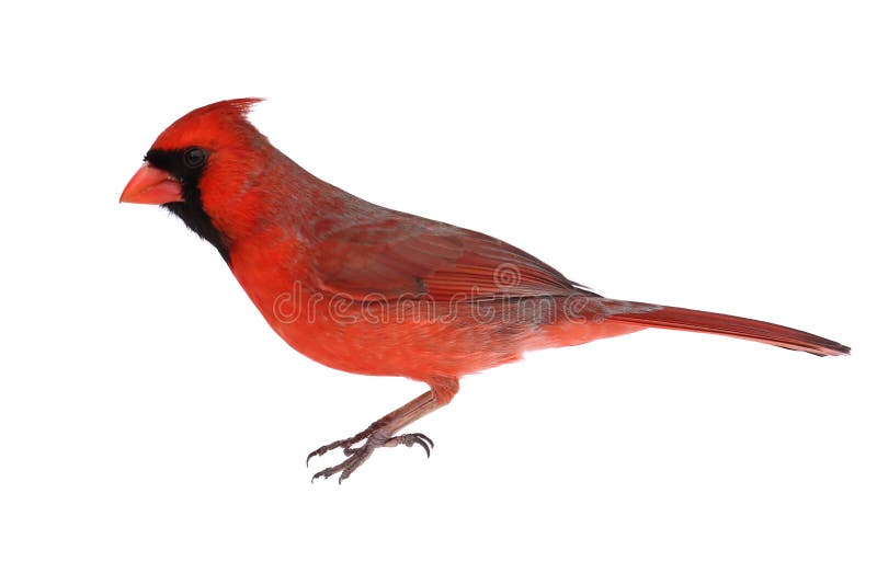 Northern Cardinal on White stock photo. Image of nature - 62520894
