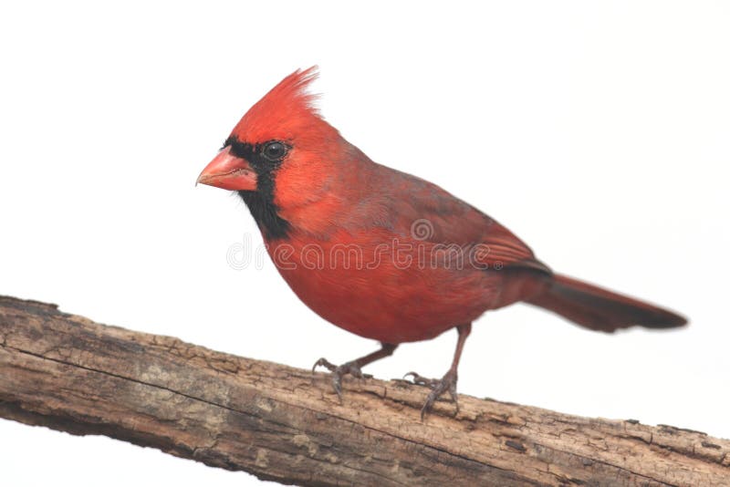 Northern Cardinal on White stock photo. Image of cardinal - 96721340
