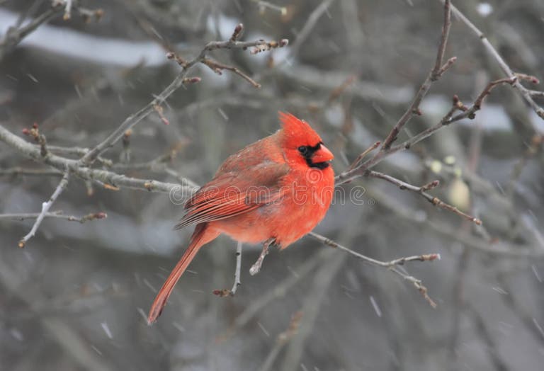 Northern Cardinal in Winter Stock Image - Image of cold, birds: 4356663