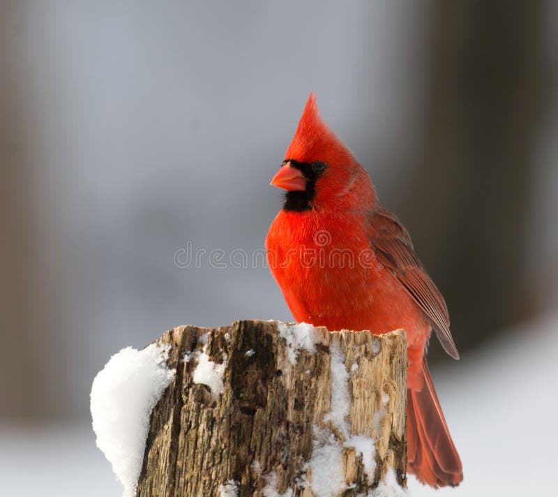 Northern Cardinal and Light Snow in Winter Stock Image - Image of ...