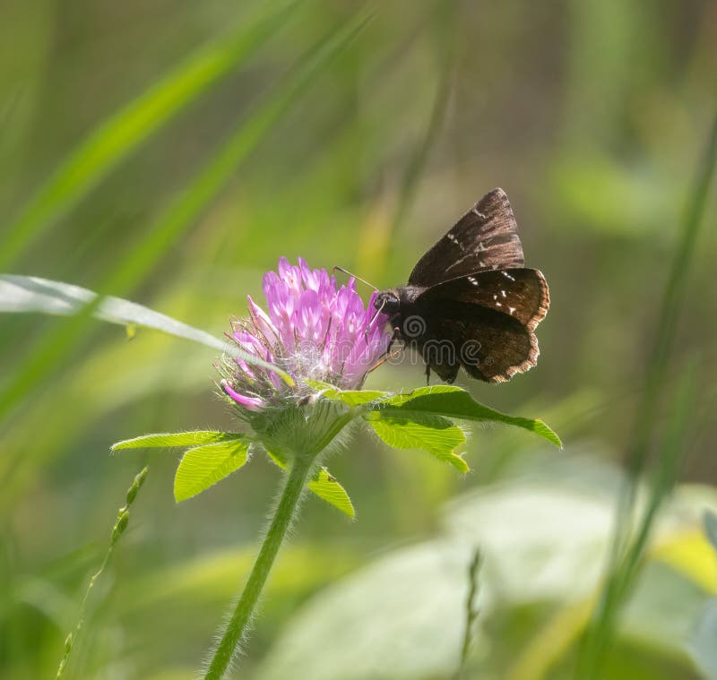 Northern Cloudywing Skipper Butterfly on Red Clover Stock Photo - Image ...