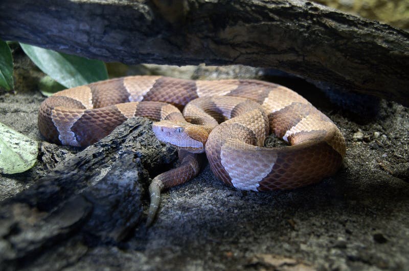 Australian Copperhead Snake Stock Image - Image of outdoors, stones ...