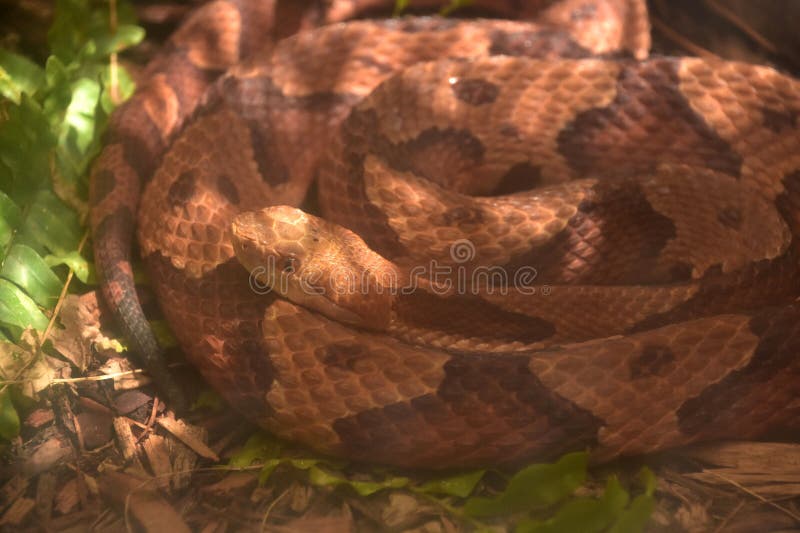 Dangerous Northern Copperhead Snake Coiled To Strike Stock Photo ...