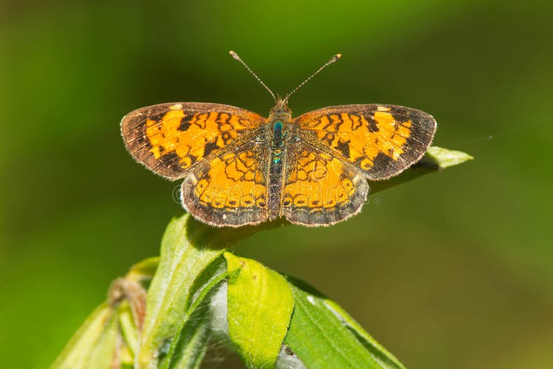 Northern Crescent Butterfly - Phyciodes Cocyta Stock Photo - Image of ...