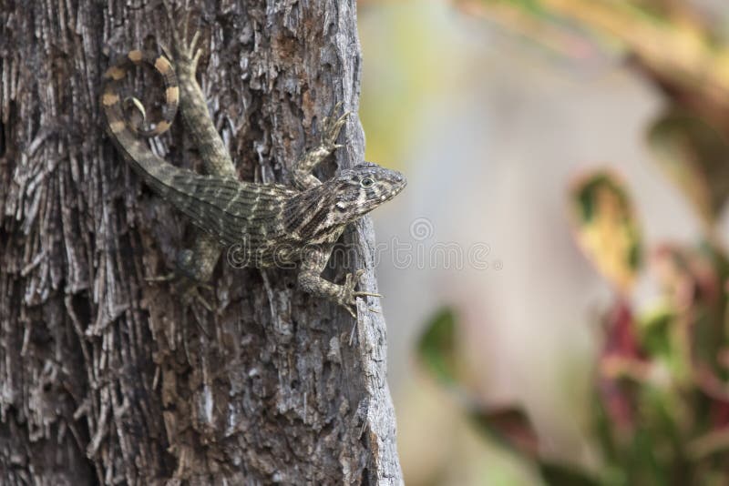 Northern Curly-tailed Lizard that Hangs on a Tree Trunk and Look Stock ...