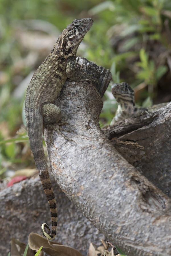 Northern Curly-tailed Lizard in the Zoo Stock Photo - Image of northern ...