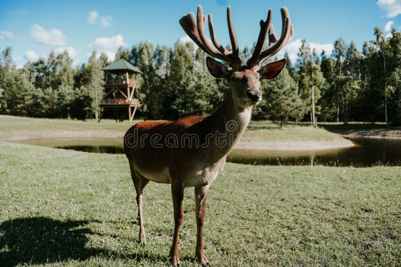 Northern Deer in Summer Setting Looking at Camera Stock Image - Image ...