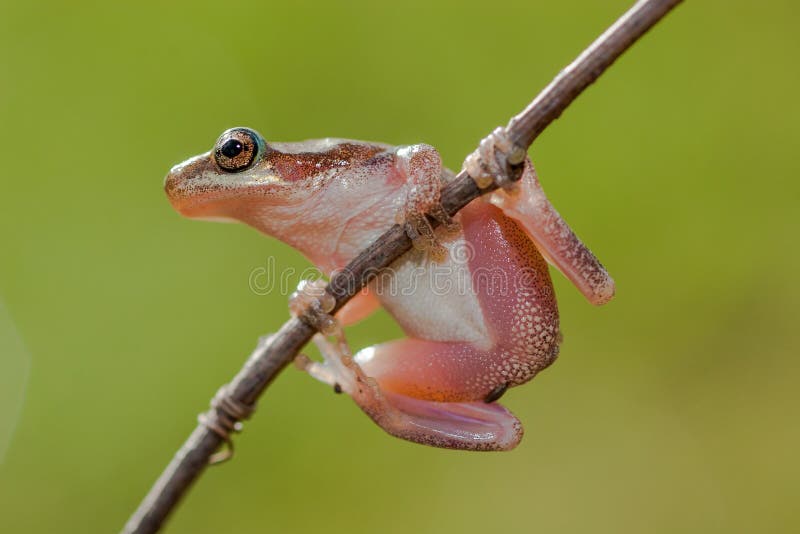 341 Northern Tree Frog Stock Photos - Free & Royalty-Free Stock Photos ...